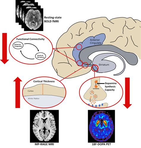anterior cingulate cortex limbic system cingulate cortex chapter 12
