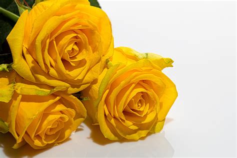 흰색 배경에 노란색 장미의 꽃다발 어머니의 날 여성의 날 발렌타인 데이 또는 생일 격리 감귤에 대한 스톡 사진 및 기타 이미지
