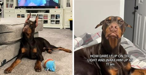 4 милиони погледи Сопственичка го буди својот доберман еве како