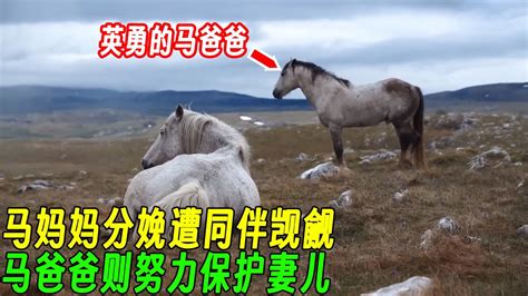 马妈妈分娩遭同伴觊觎，马爸爸则努力保护妻儿，野马育儿太难了！ Youtube