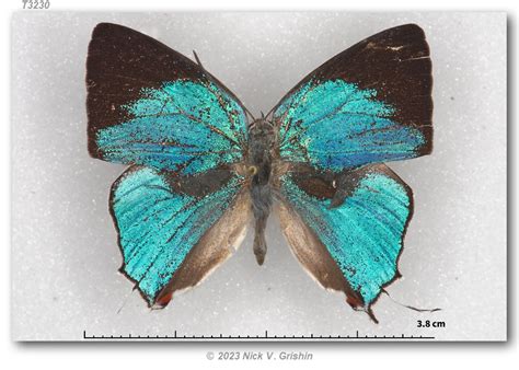 Iolaus Iulus Pinned Specimens