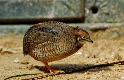 Compulsive Conditioned Sexual Responding Of Male Japanese Quail In