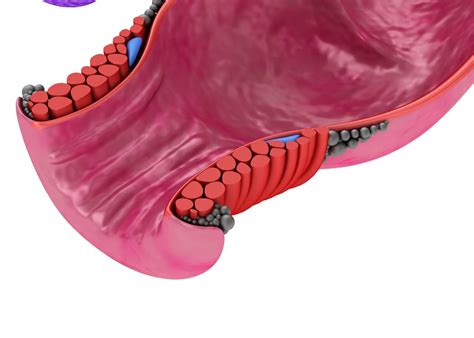 3d Model Anal Anatomy Rectum Human 1143897 Turbosquid