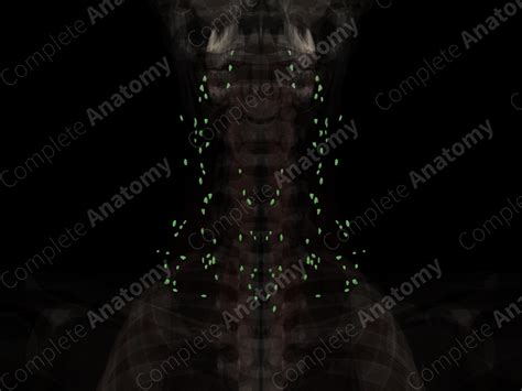 Lymph Nodes Of Neck Complete Anatomy