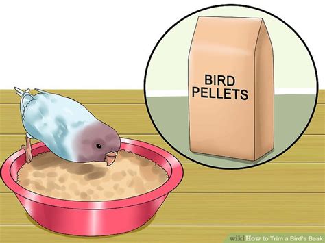 How To Trim A Birds Beak 9 Steps With Pictures Wikihow