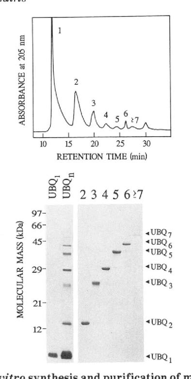 Figure 4 From Multiubiquitin Chains Linked Through Lysine 48 A R E