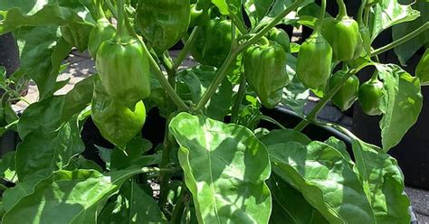 Habanero Pepper Album On Imgur