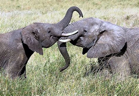 Wie Haben Elefanten Sex Elefant Tours