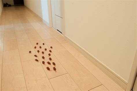 害虫による住宅への被害を抑えたい方へ！家の虫対策を解説します リアルサイズ住宅展示場