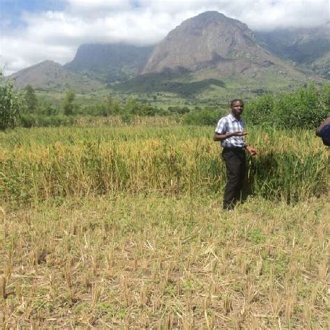 One Of The Youths Appreciating One Of The Adaptation Strategies Upland