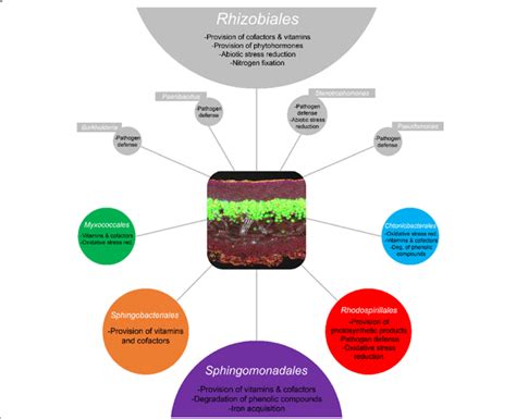 Functional Assignments Within The Lichen Symbiosis Obtained With