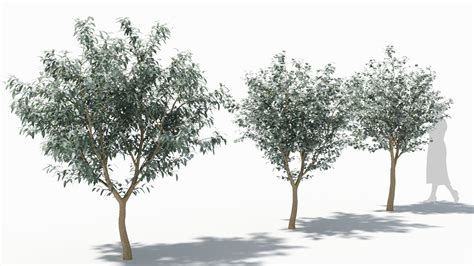 Eucalyptus Tree 3d Model Cgtrader