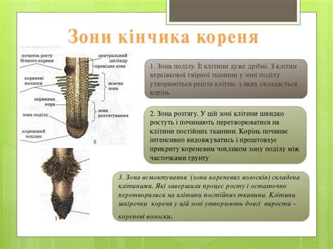 Корінь Будова і функції кореня Презентація Біологія