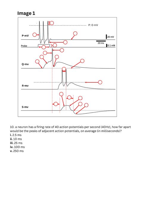 Solved 10 A Neuron Has A Firing Rate Of 40 Action