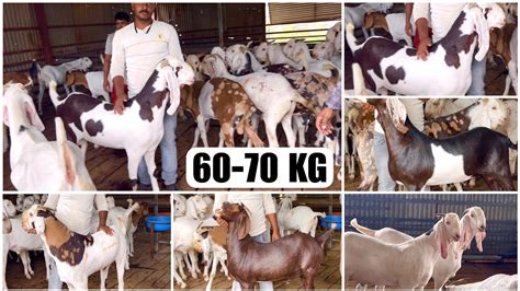 Poona Goat Farm 60 70 Kg Goats Youtube
