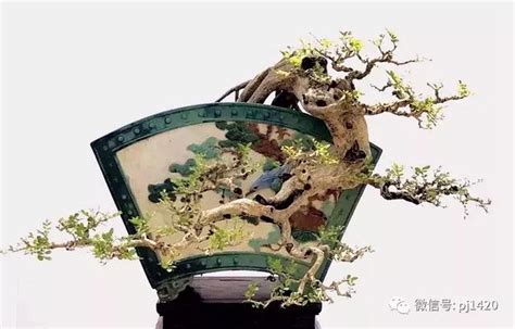 盆景上的馬眼是個什麼東西 每日頭條