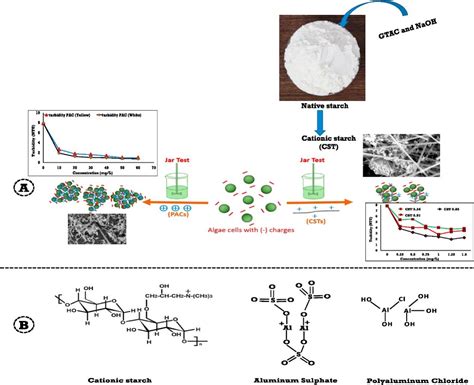Cas 56780 58 6 Cationic Starch Boc Sciences