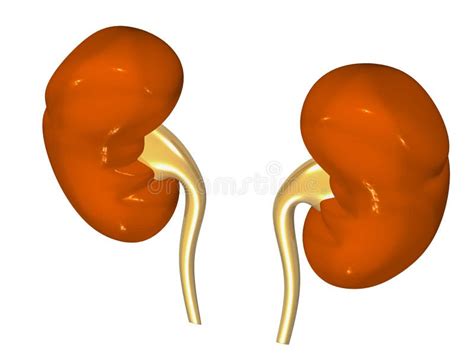 Human Kidneys Anatomy Stock Illustration Illustration Of Fibrous