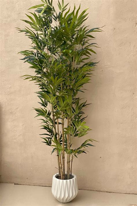 Stylish Bamboo Tree For Home Decoration For A Zen Atmosphere