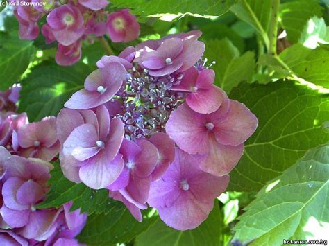 Hydrangea Hortensis Botanicagallery