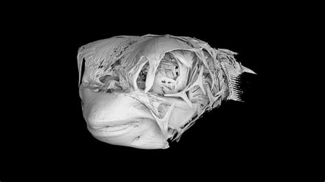 イシガキフグ CT生物図鑑 YouTube