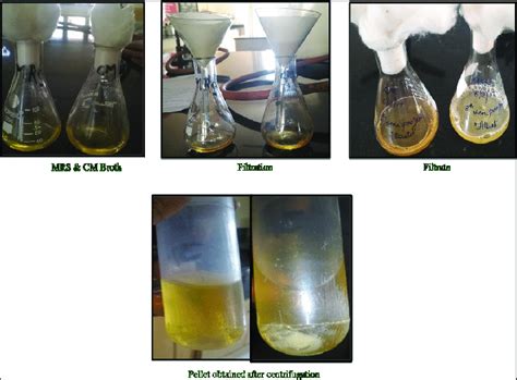 Smf Process Of Bacteriocin Production And Dsp Of Bacteriocin From The Download Scientific