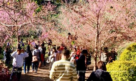 บานสะพรั่ง ดอกพญาเสือโคร่งที่ขุนช่างเคียน เชียงใหม่ นักท่องเที่ยวแห่ชมเพียบ