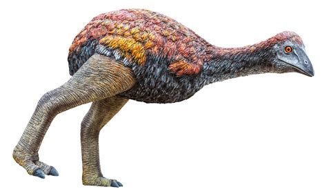 Prehistoric Birds Still Alive