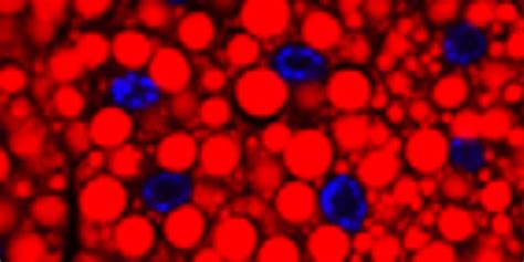 Conservation Of Fat Storage And Mobilization In Drosophila Perlara