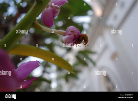 Purple Orchid With Two Yellow Beetles Against A Blurred Background