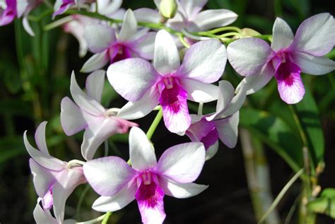 Tipos De Orquídeas Lindas Nomes E Fotos Decorando Casas