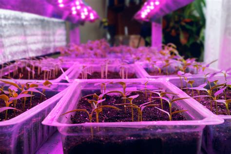 Led Grow Lights Know The Truth Vs The Enormous Hype