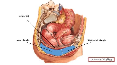 Anatomy Of Perineum Urogenital Triangle PDF