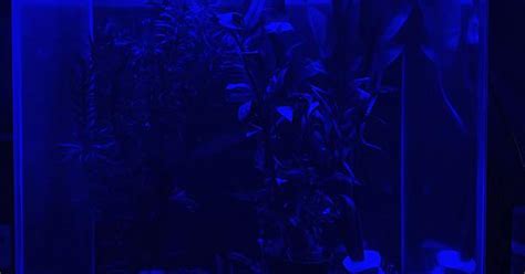 Night Light Album On Imgur