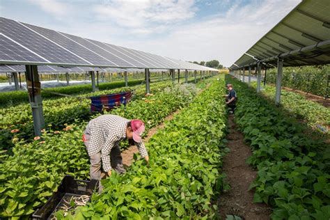 How Agrivoltaics Can Boost Crop Yields Solar And Storage Industries