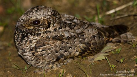 Do Birds Hibernate