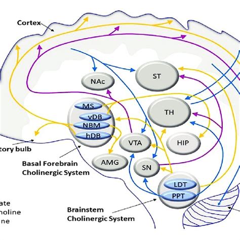 Diagram Showing The Functioning Of The Dopaminergic Gabaergic And Download Scientific Diagram