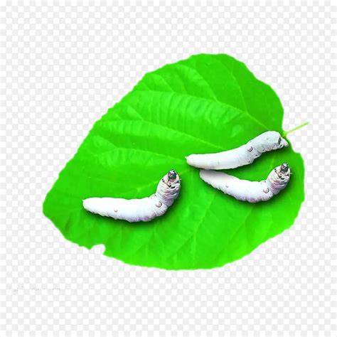 蚕宝宝桑叶png图片素材下载图片编号8254674 Png素材网