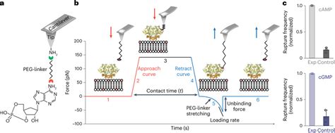 Schematic Of The Experiment To Probe The Cncnbd Interaction Using