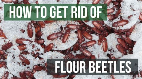 How To Get Rid Of Flour Beetles In The House