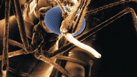 Malaria 700 Million Cases Stopped In Africa Bbc News