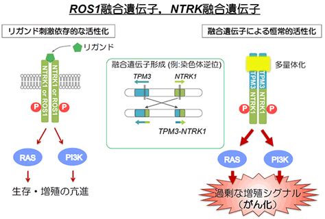 ベートーベンのdna毛髪からゲノムを解読し、健康状態や家族構成などを明らかに。beethovens Dnascientists