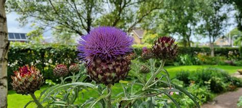 Cynara Scolymus Bouwmeester Vaste Planten
