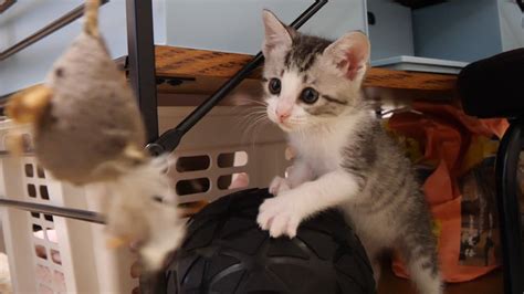 子猫が猫パンチするたびに音がするので不思議そうな顔をする【赤ちゃん猫 保護猫】 Youtube