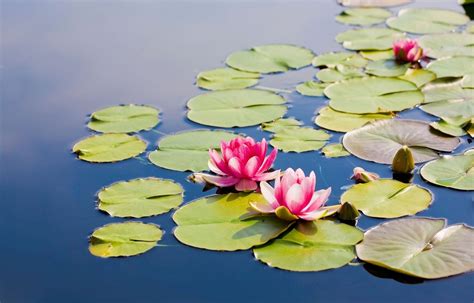 40 Facts About White Lotus Rebellion Facts Net