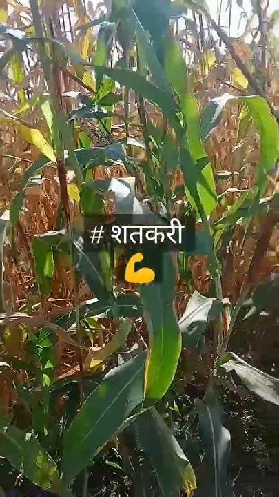 शतकरी Farming Song Youtube