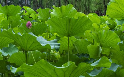 Pink Lotus In Summer Lotus Pond Background Lotus Pond Pond Lotus