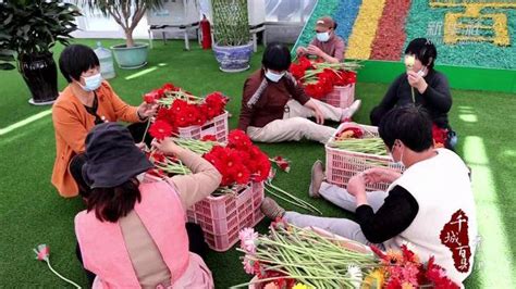 千城百县看中国｜山东定陶：多彩非洲菊 开出致富花生产进行大棚