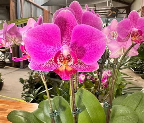 Trucos para que las orquídeas florezcan todo el año