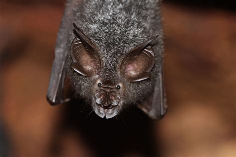 echolocation in bats nature s sonar system wild nestle